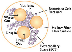 Production of Recombinant Proteins and Monoclonal Antibodies in Hollow ...