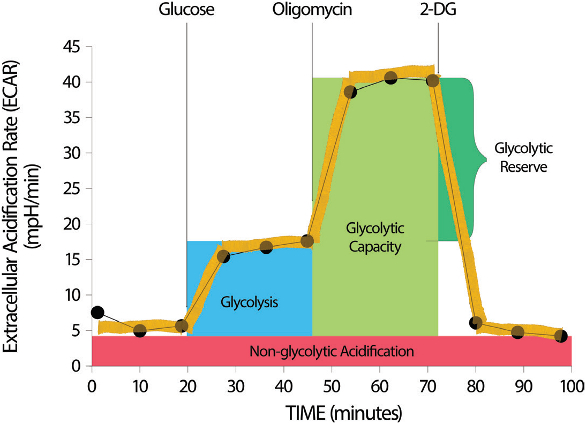 Examining the Multiple Parameters of Glycolytic Activity | American ...