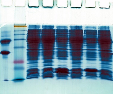Centrifugal Partition Chromatography: The Key to Green Preparative ...